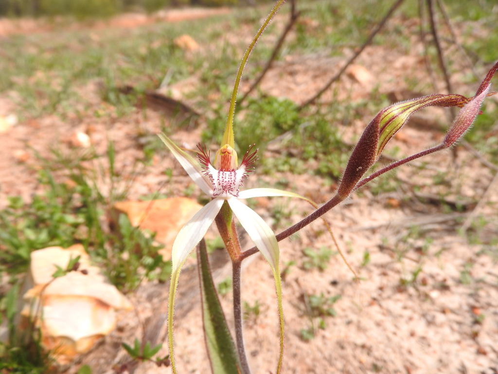 Caladenia from West Binnu WA 6532, Australia on August 21, 2024 at 01: ...
