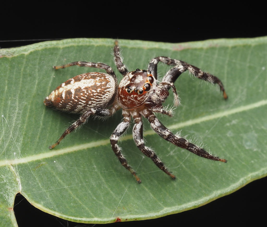 Garden Jumping Spiders from Brisbane QLD, Australia on February 06 ...