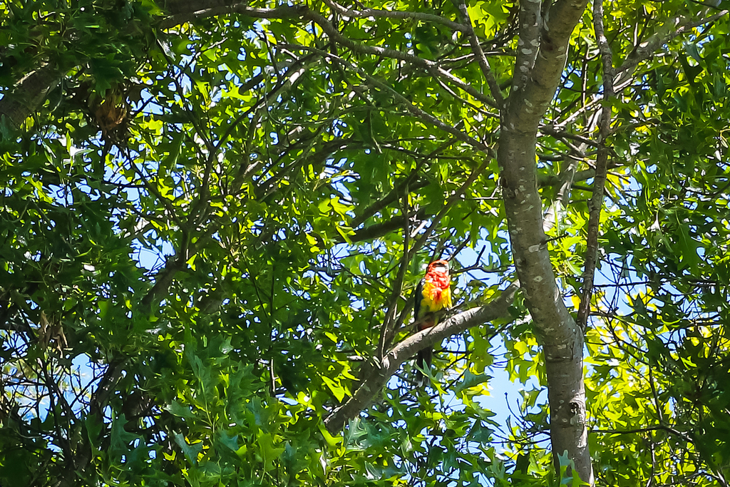 Eastern Rosella from Marton, New Zealand on February 07, 2025 at 02:47 ...