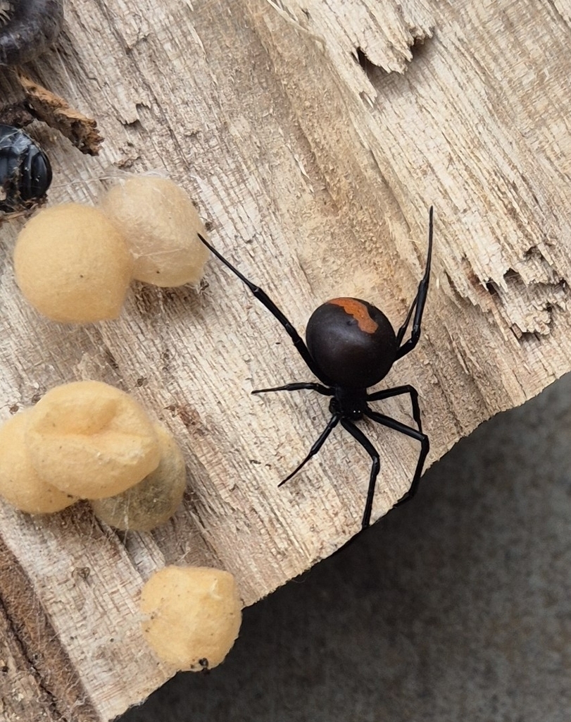 Redback Spider in February 2025 by Susan Dunn. Female · iNaturalist