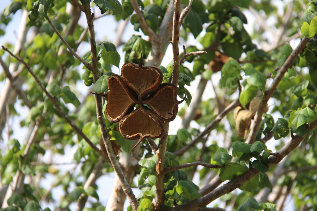 Java Olive from Kilwa, Tanzania on January 18, 2025 at 07:23 AM by ...