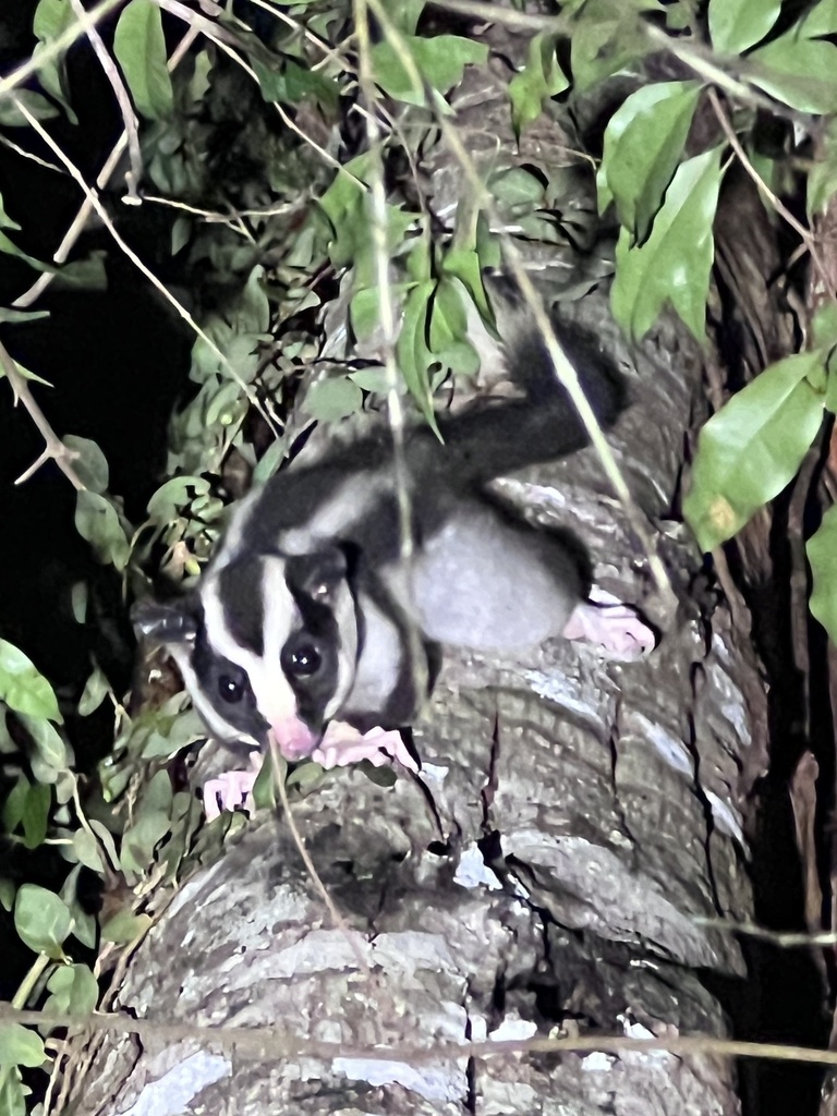 Striped Possum from Platypus Cl, Kuranda, QLD, AU on February 7, 2025 ...