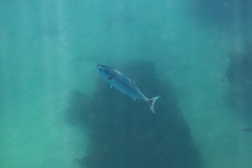 Australian Bonito from Cabbage Tree Bay, AU-NS-MN, AU-NS, AU on ...