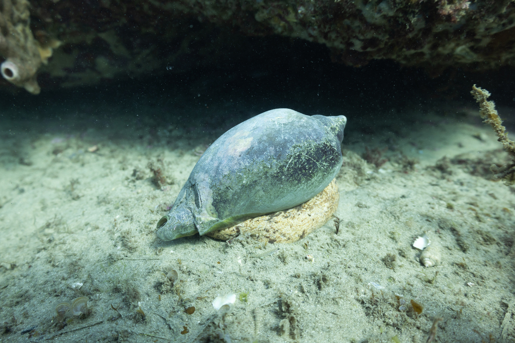 Magnificent Volute from Cabbage Tree Bay, AU-NS-MN, AU-NS, AU on ...