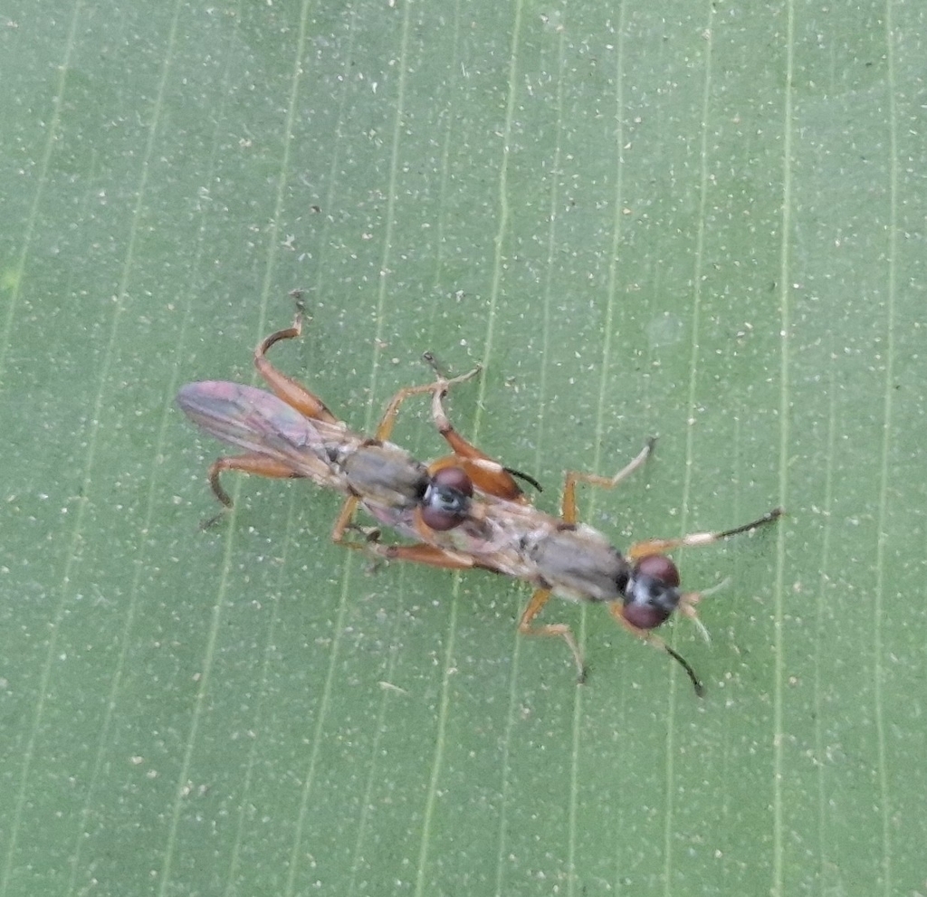 Megamerinidae from Kurunduwatta, Colombo, Sri Lanka on February 7, 2025 ...