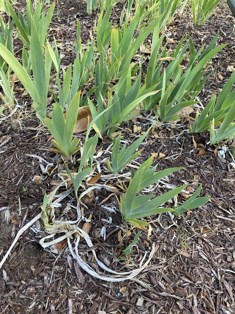 Section Iris from Coastal Carolina University, Conway, SC, US on ...