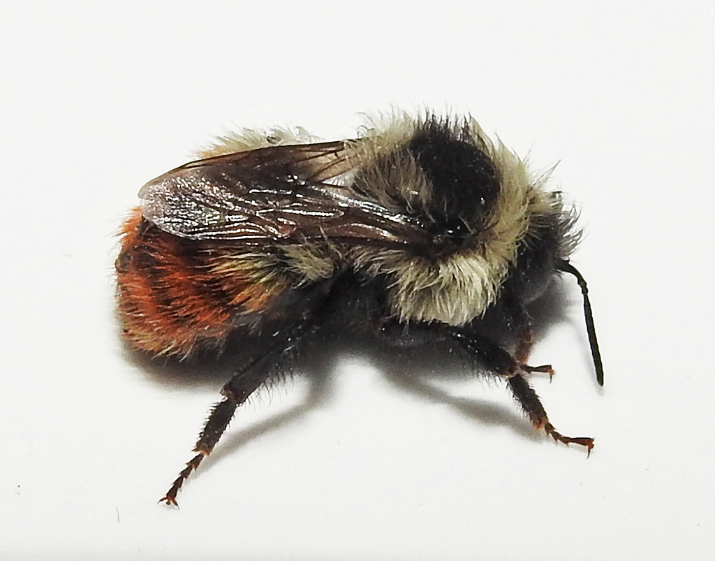 Red-belted Bumble Bee from Moncton, NB, Canada on August 1, 2019 at 03: ...