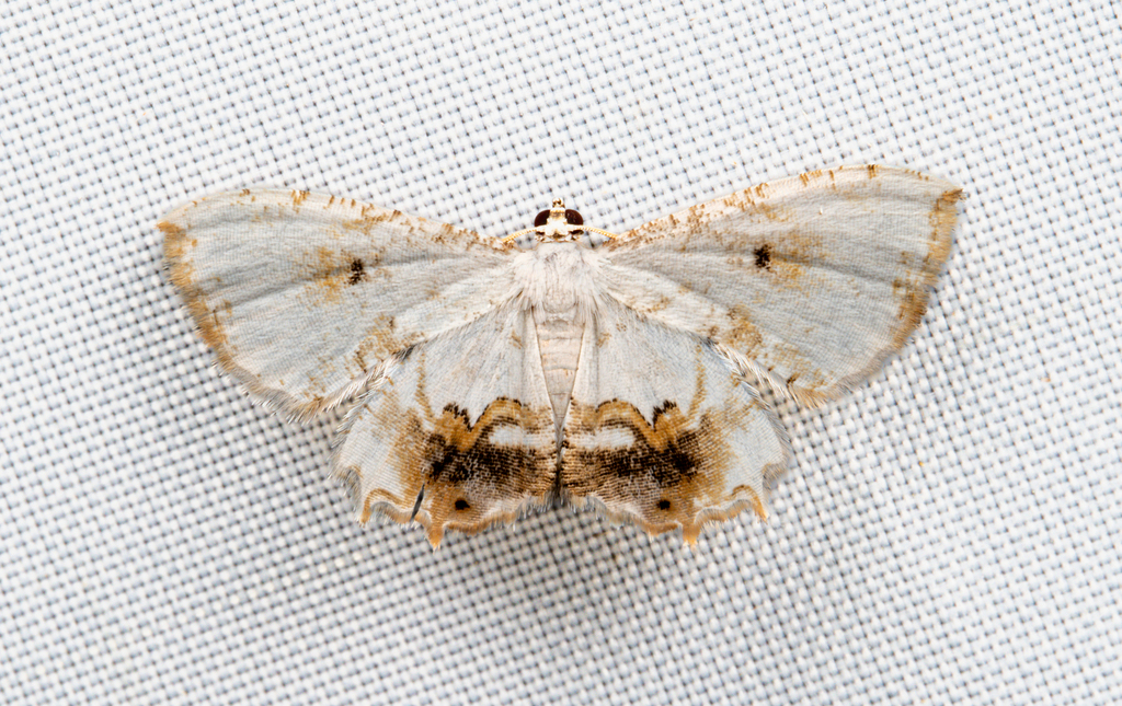 Epiplema from 中国贵州省黔南布依族苗族自治州都匀市 on August 06, 2024 at 10:54 PM by ...