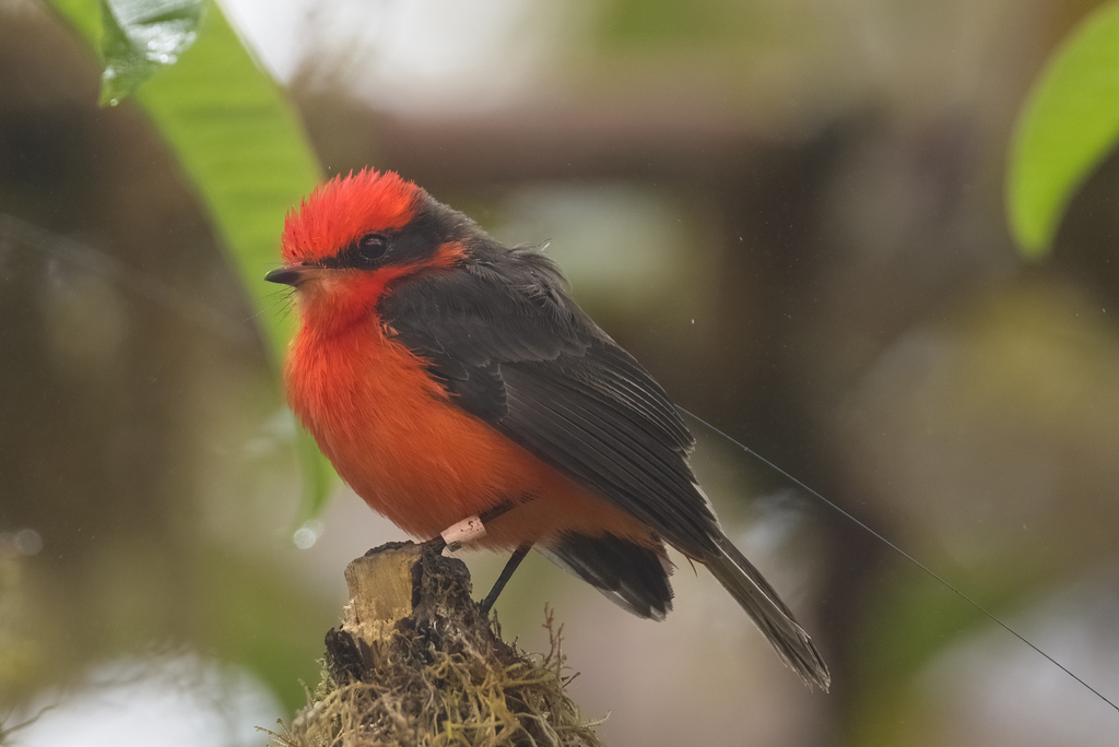 Brujo Flycatcher (Pyrocephalus nanus) - Avian Discovery