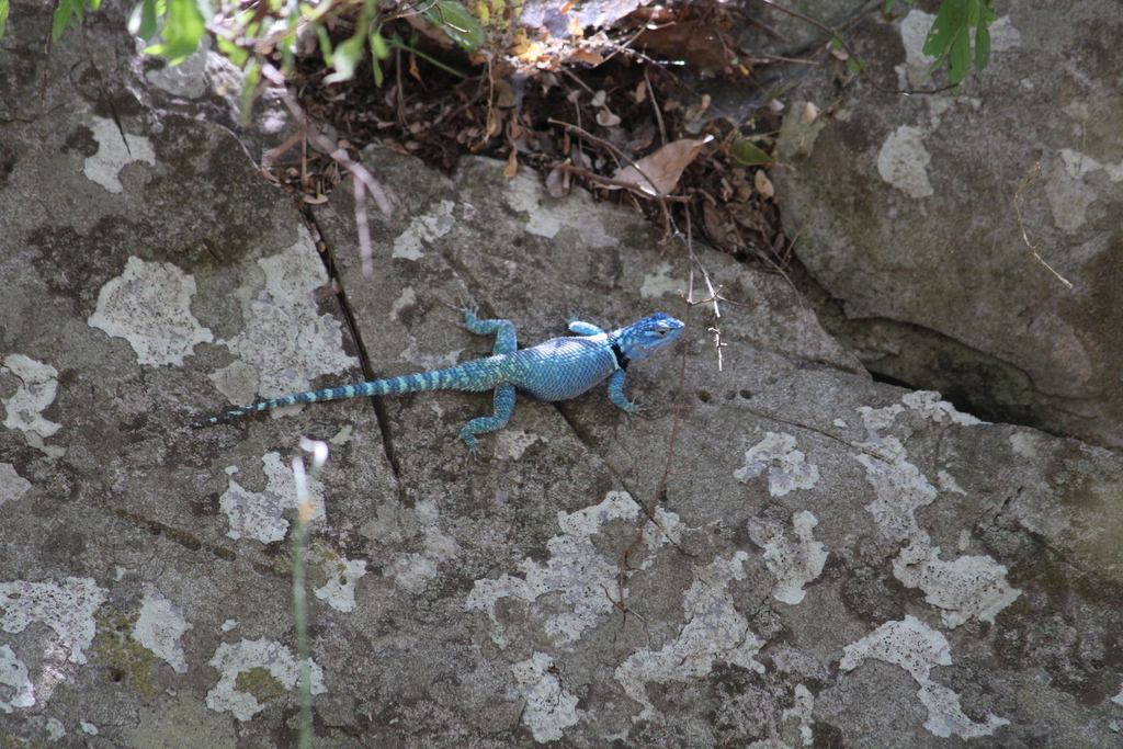 Minor Lizard from Cerro de la Silla, 67210 N.L., México on June 23 ...