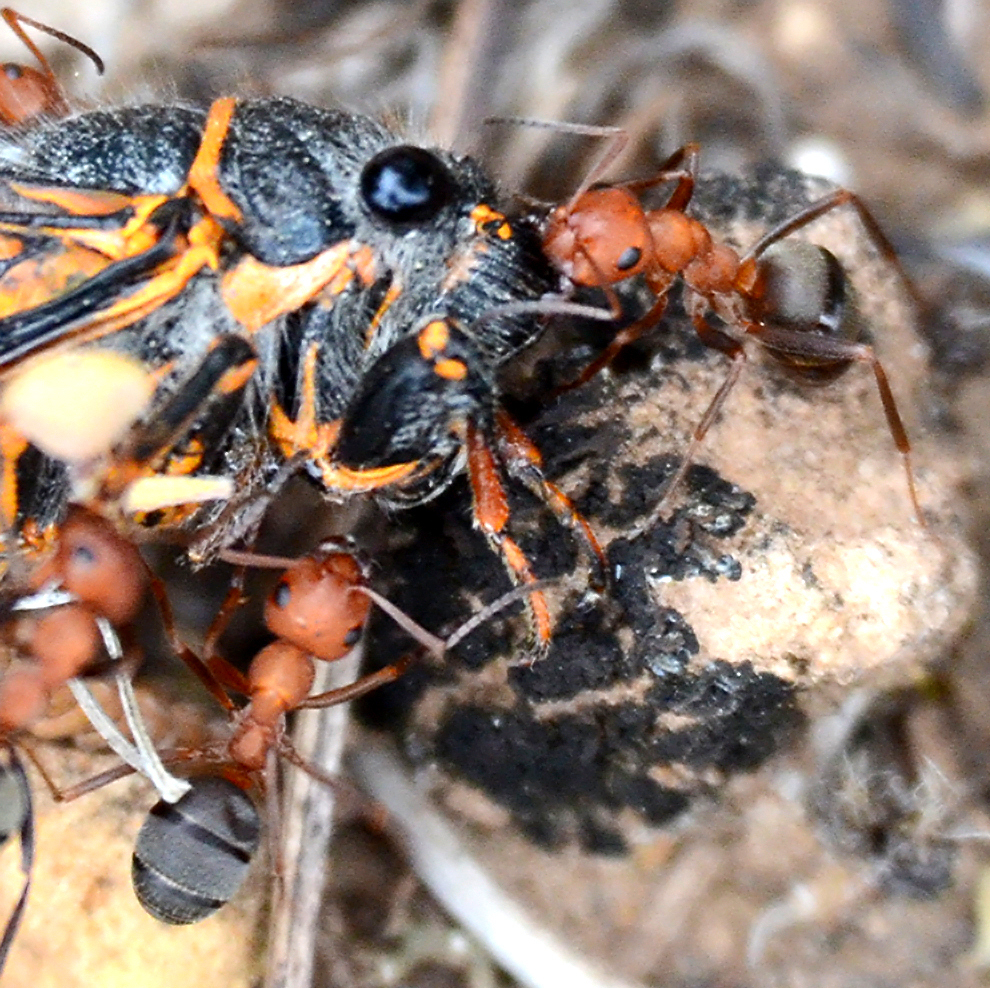 Northern Red Wood Ant (Ants of Virginia) · iNaturalist