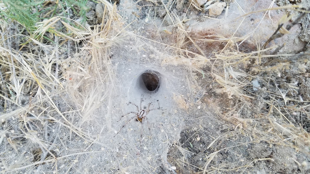 Desert Grass Spider from Fallon, NV 89406, USA on July 30, 2019 at 06: ...