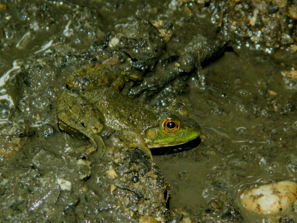 American Bullfrog from Walton Hills, OH 44146, USA on July 28, 2014 by ...