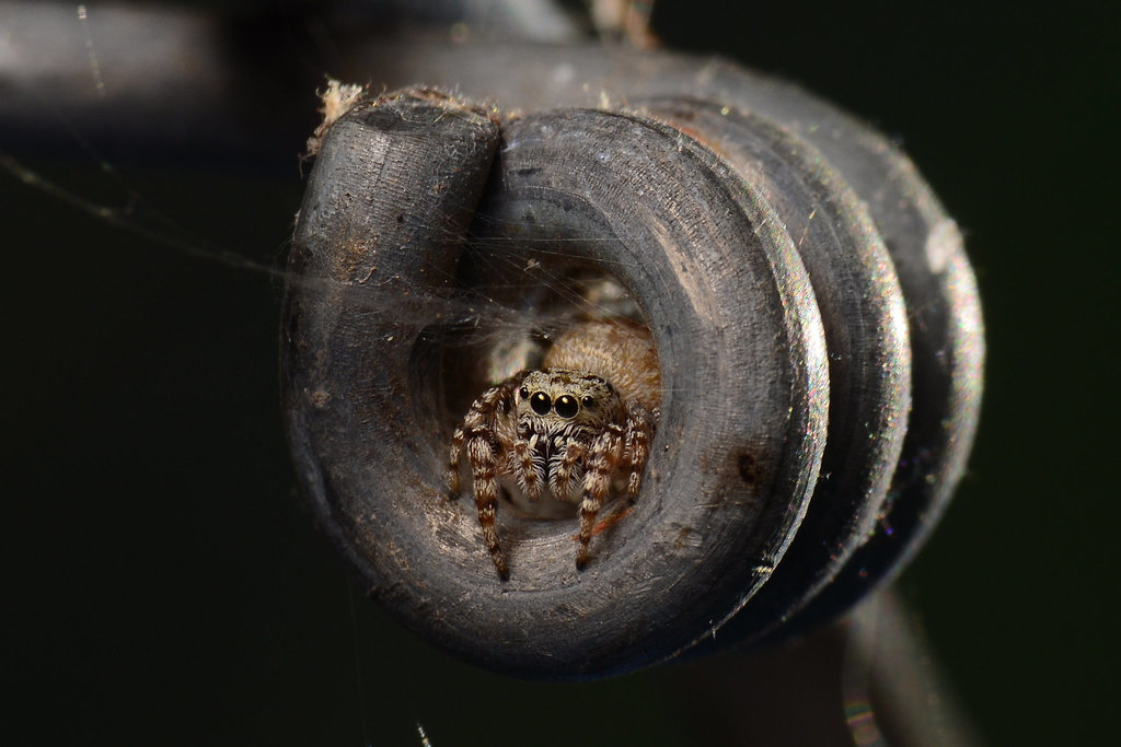 Peppered Jumping Spider in July 2019 by Buddy · iNaturalist
