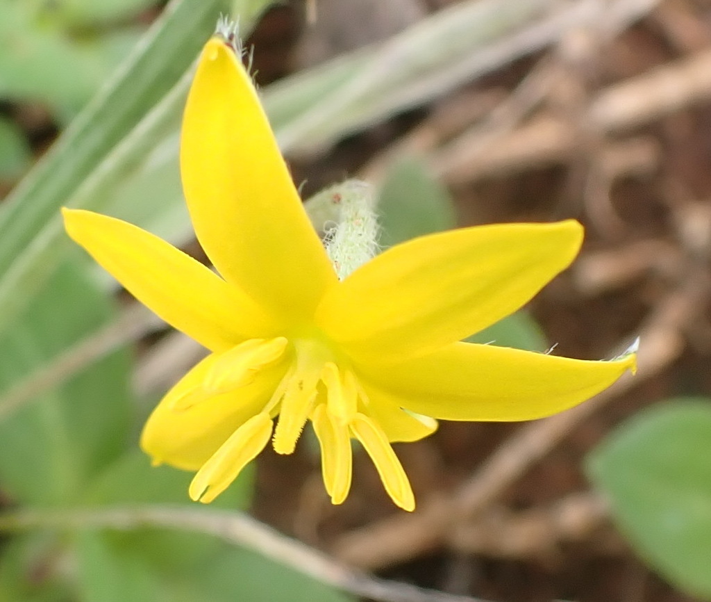 Small Yellow Stargrass from Johannesburg Botanical Gardens, Randburg ...