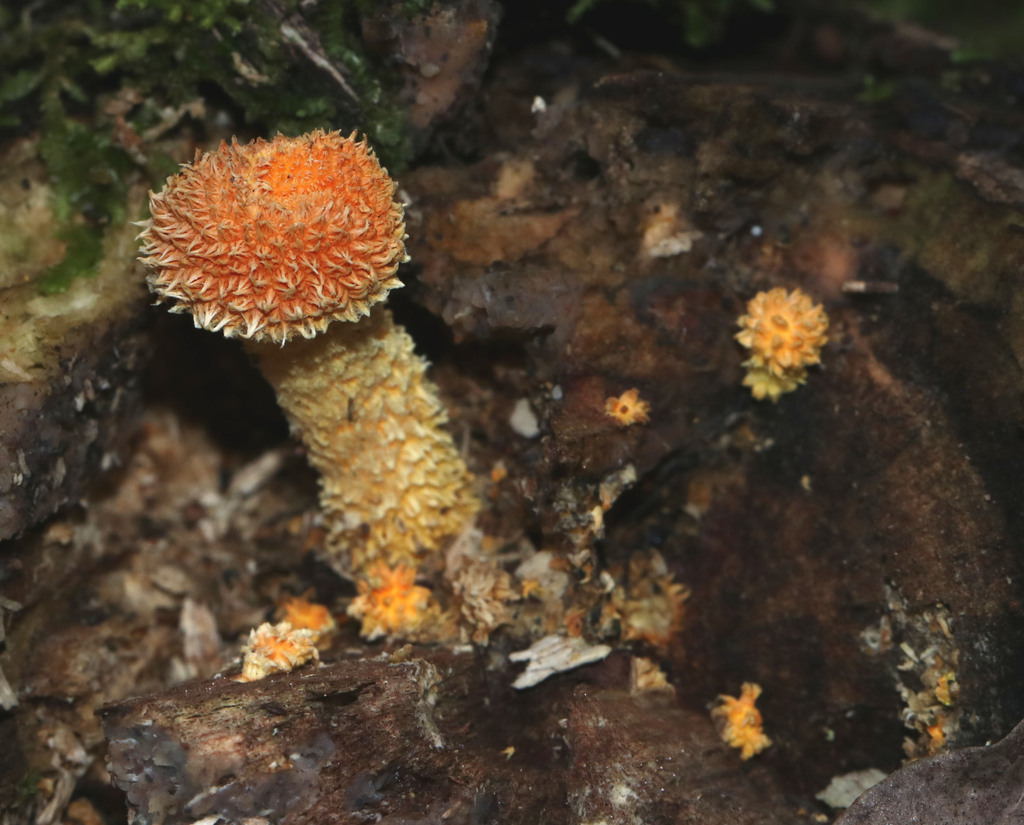 Golden-scruffy Collybia in January 2025 by Julie Newton · iNaturalist