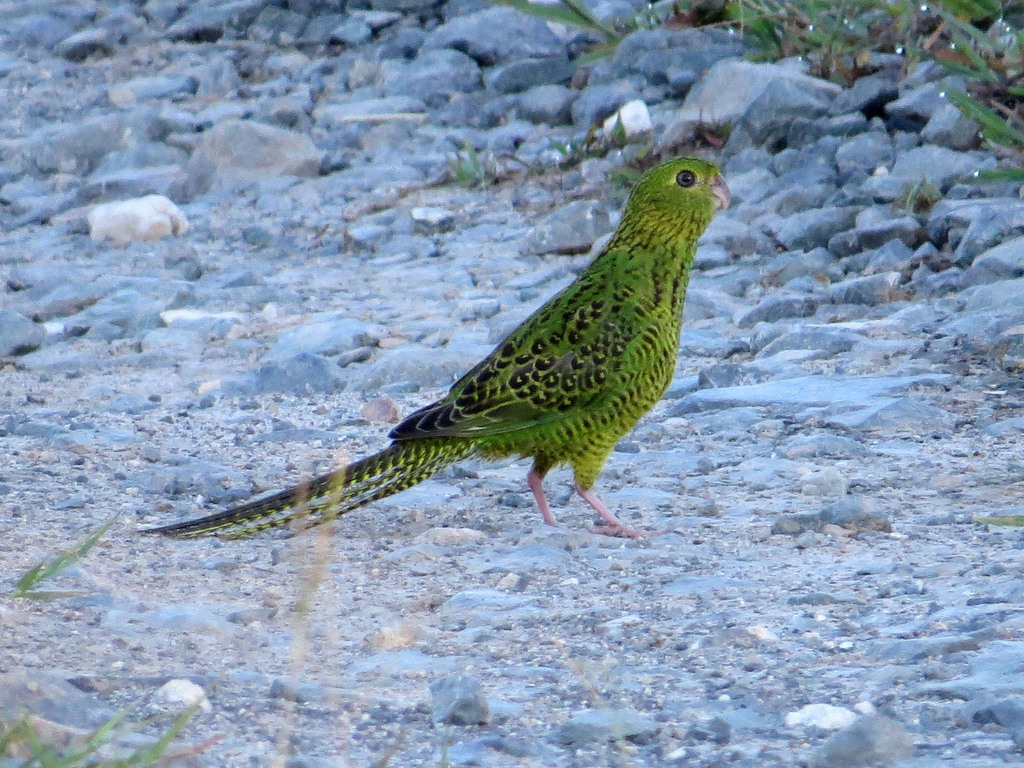 Ground Parrot from Cooloola QLD, Australia on November 6, 2020 at 05:29 ...