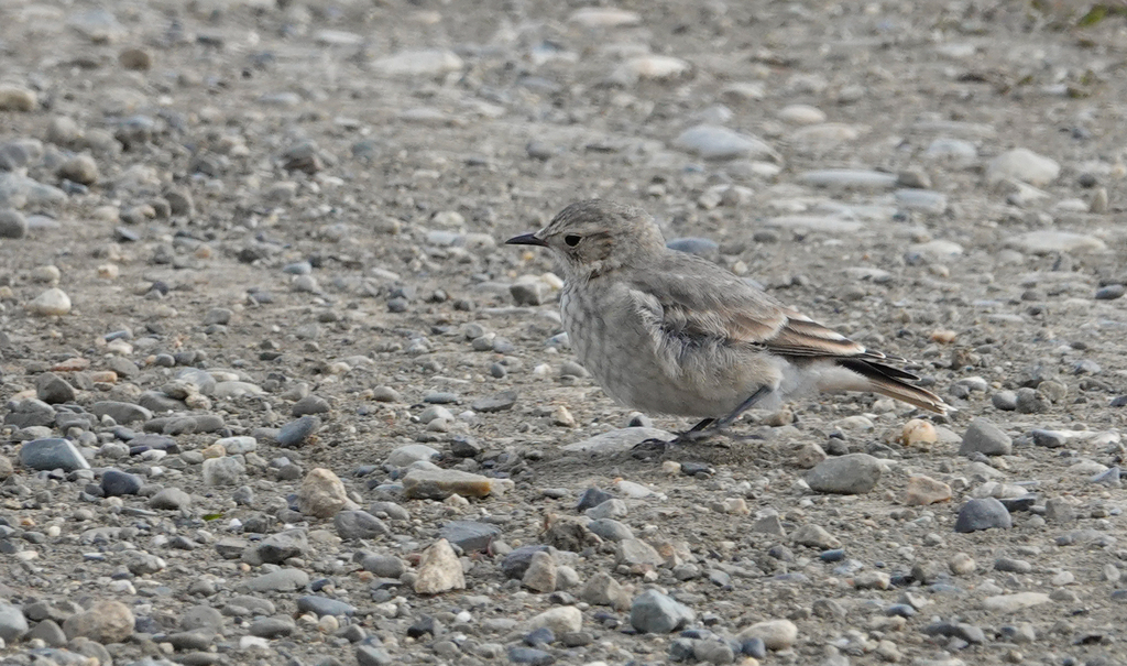 Short-billed Miner from Río Grande Department, Tierra del Fuego ...