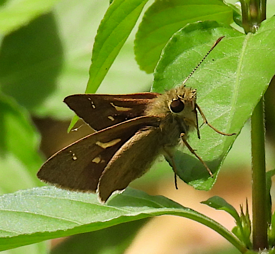 Large Dingy Skipper from Mount Coot-Tha QLD 4066, Australia on February ...