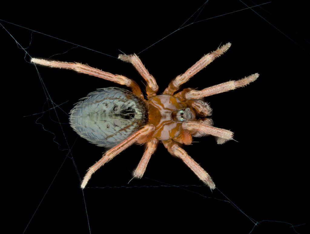 Dwarf Spiders in February 2025 by Ben Gruver. Erigone? body length: 1 ...