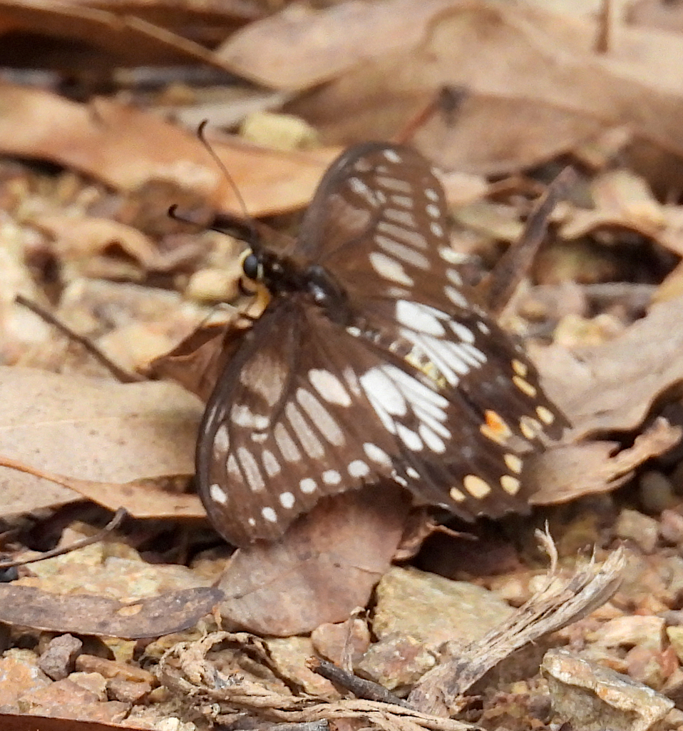 Dainty Swallowtail from Mount Coot-Tha QLD 4066, Australia on February ...