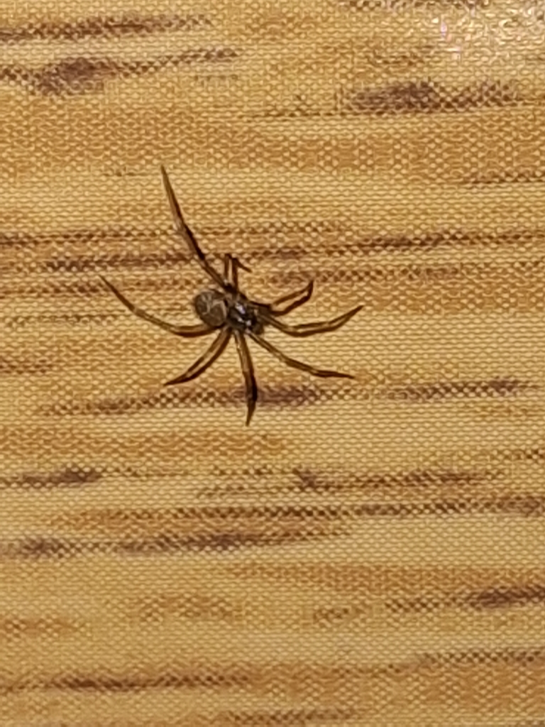 Comb-footed Spiders from Rexburg, ID, USA on February 7, 2025 at 05:27 ...