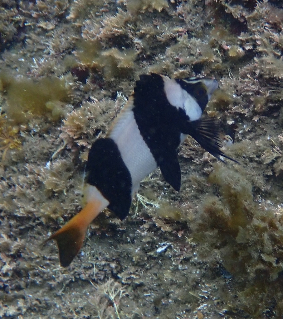 Magpie Perch from Eden NSW 2551, Australia on February 07, 2025 at 07: ...