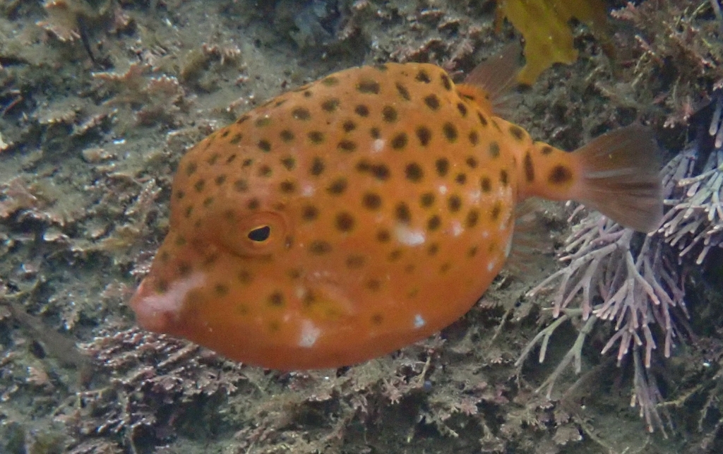 Eastern Smooth Boxfish from Eden NSW 2551, Australia on February 07 ...