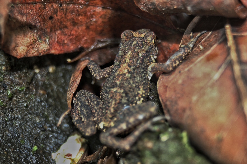 Kelaart's Dwarf Toad in December 2024 by Saluni Uthprabha Galappaththi ...