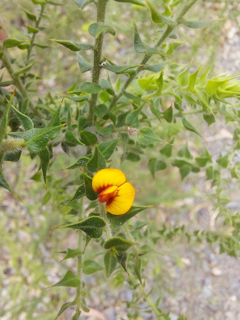 Daviesia villifera from Buccan QLD 4207, Australia on February 8, 2025 ...