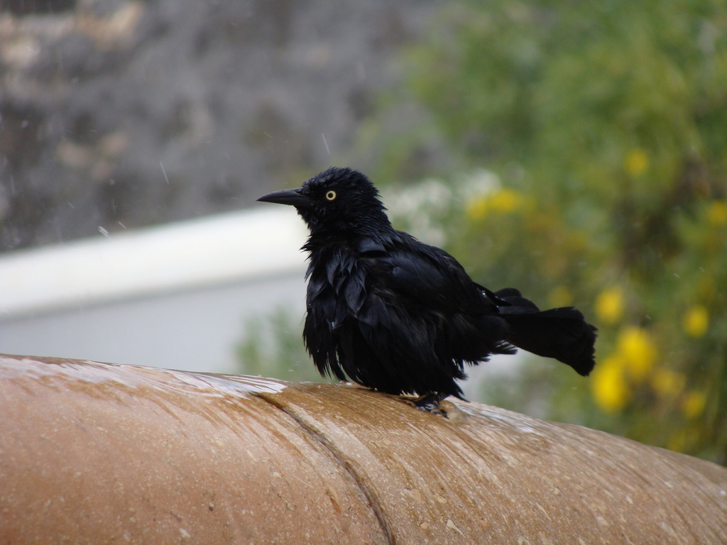 Greater Antillean Grackle from Marina, San Juan, Puerto Rico on ...