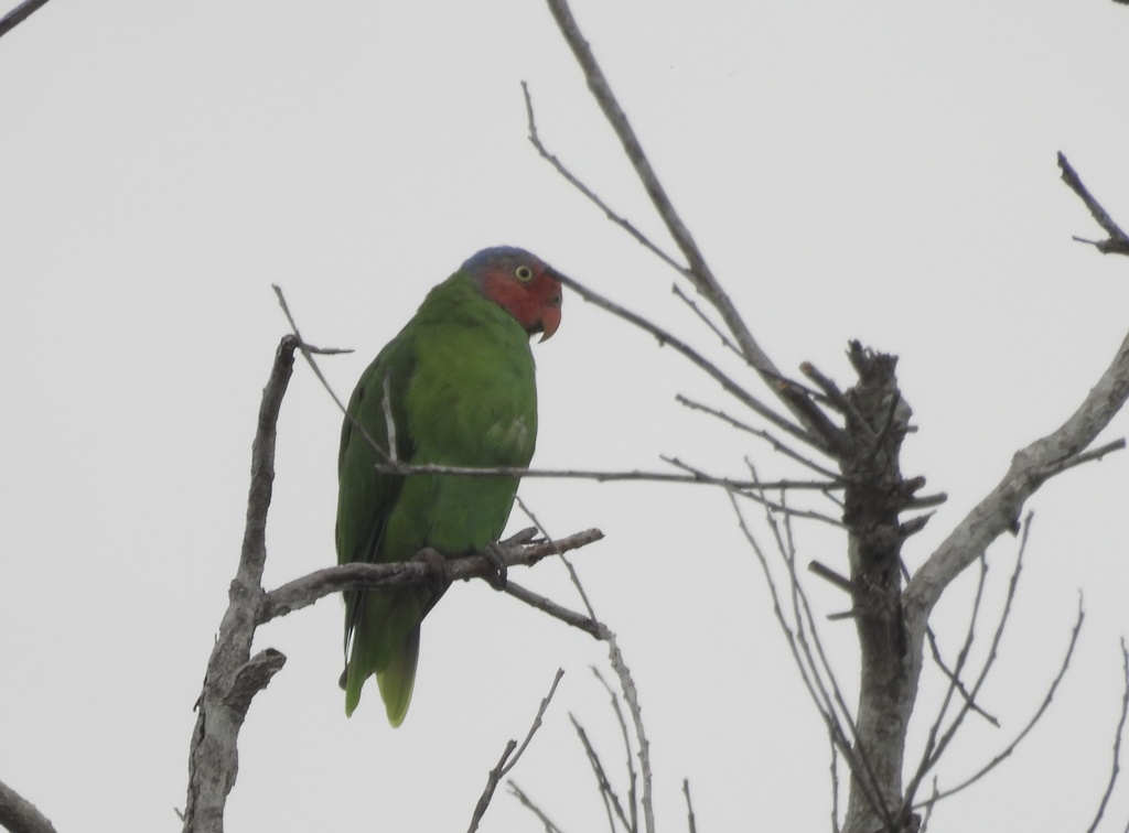 Red-cheeked Parrot from Portland Roads Rd, Iron Range, QLD, AU on ...