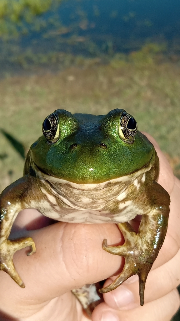 American Bullfrog from Lake Don Pedro, CA, USA on July 27, 2024 at 05: ...