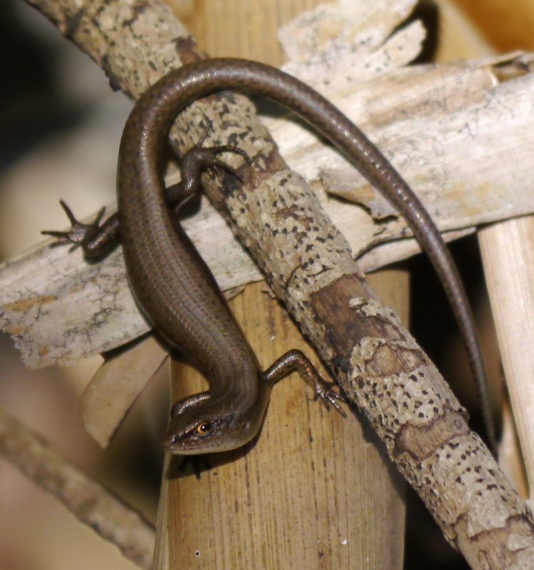 Delicate Garden Skink (Lizards of Aotearoa ) · iNaturalist