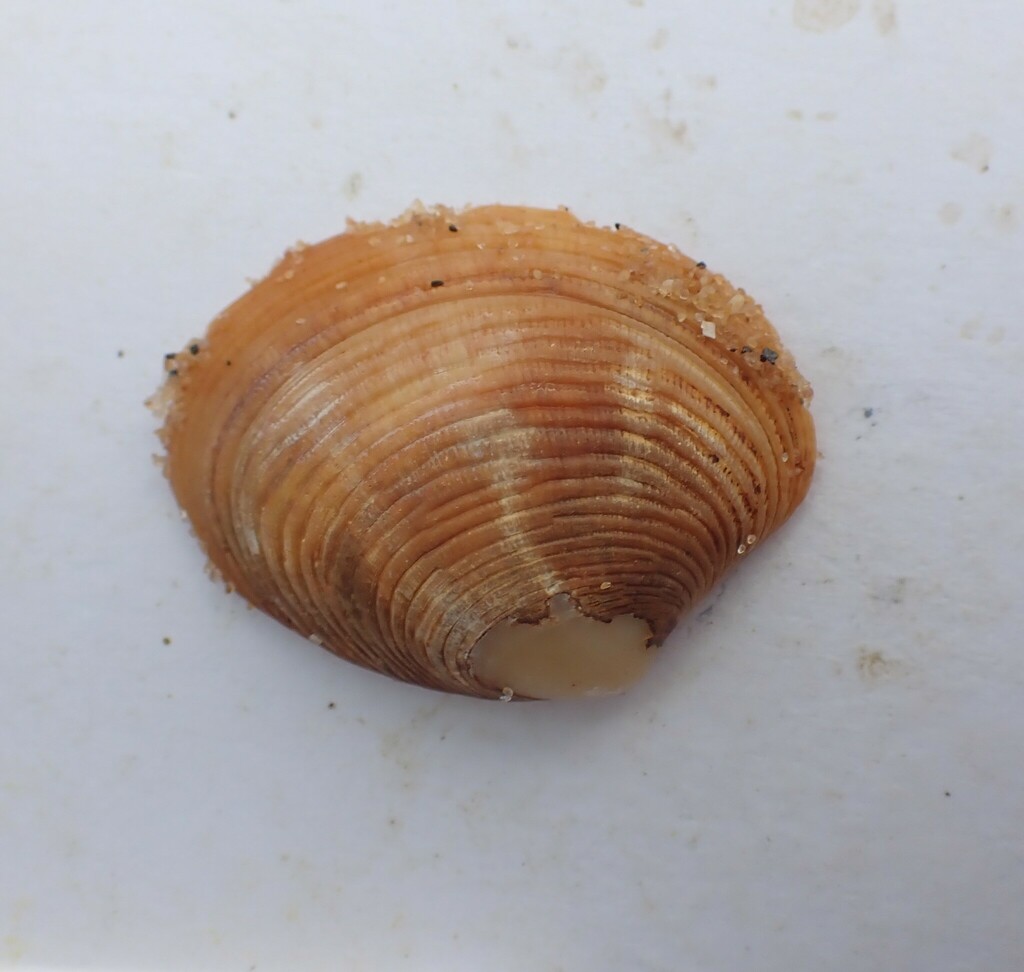 Ridged Venus from Coronet Bay VIC 3984, Australia on February 5, 2025 ...