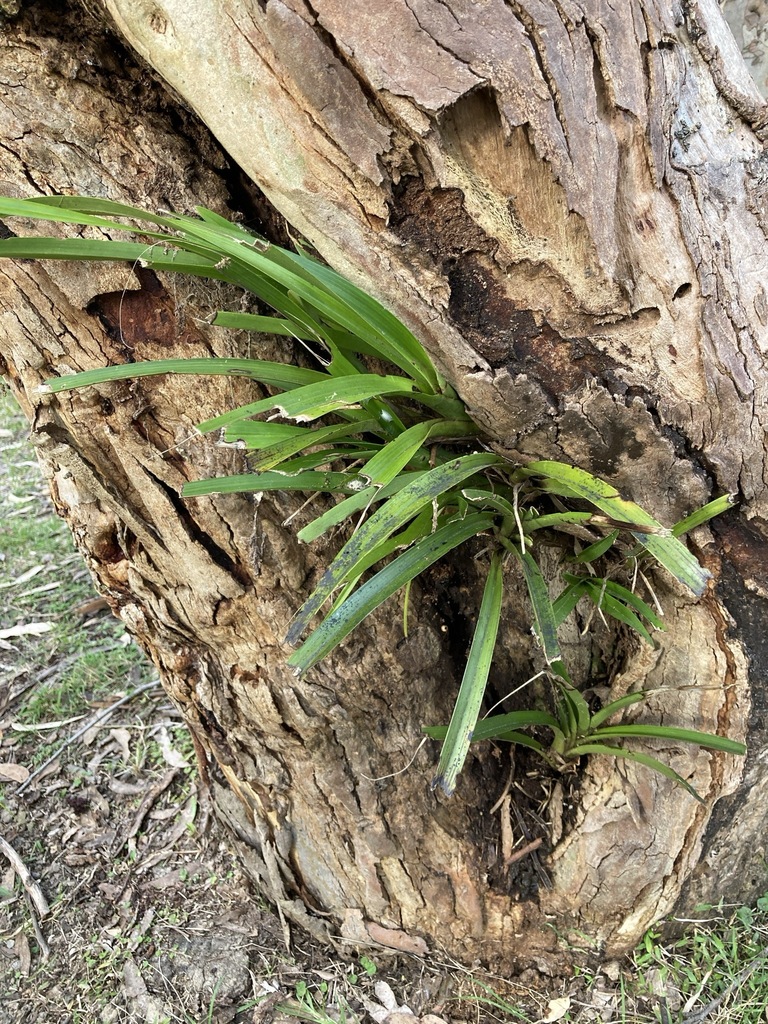 Snake Orchid from Sydney NSW, Australia on August 20, 2022 at 02:46 PM ...