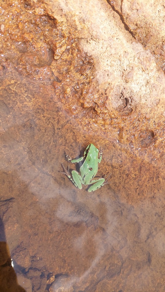 Mountain Tree Frog from cuenca de la esperanza on July 18, 2024 by Eni ...