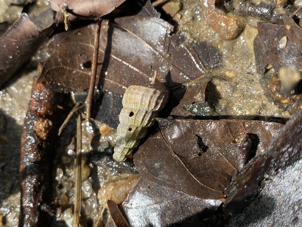 Cerithidea from Airport Ave, Aeroglen, QLD, AU on February 7, 2025 at ...