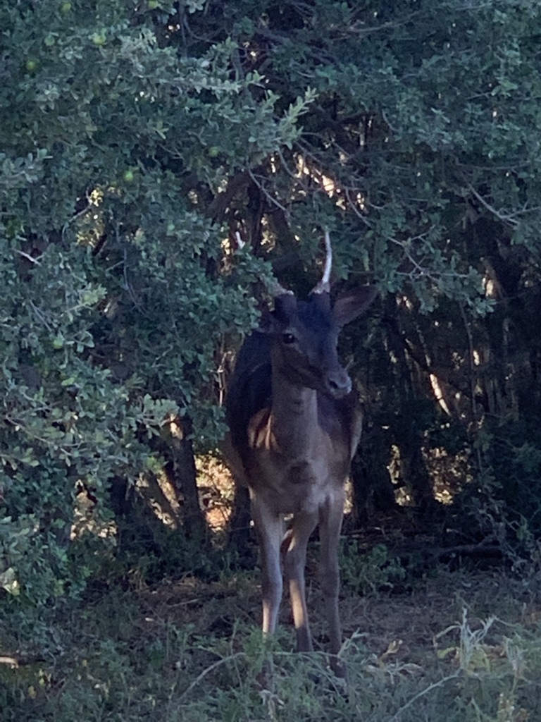 European Fallow Deer from 78611, Burnet, TX, US on August 01, 2019 at ...