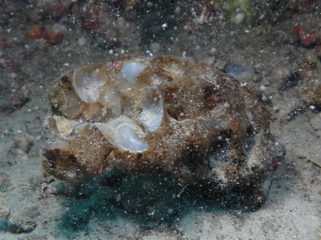 Magnificent Volute from Jervis Bay Village JBT 2540, Australia on ...