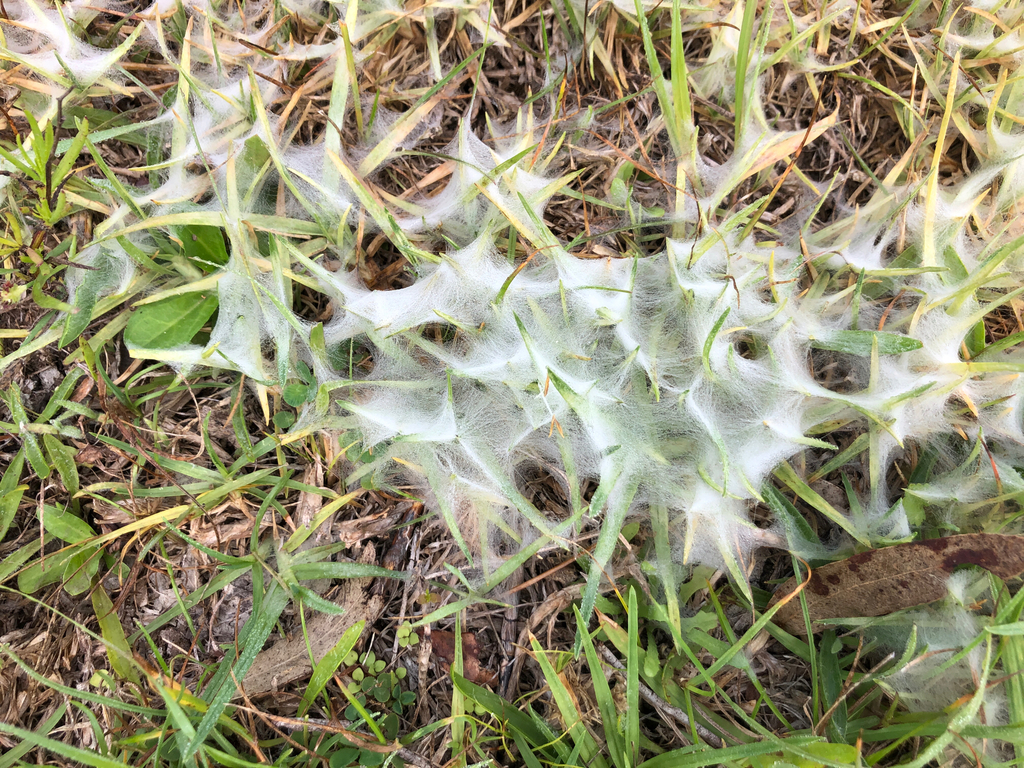 Fungi Including Lichens from Mogilla, NSW, AU on February 3, 2025 at 08 ...