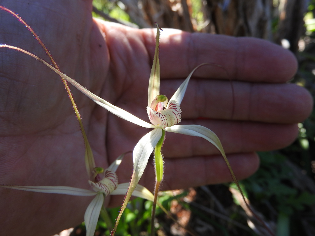 Caladenia from Rothsay WA 6620, Australia on August 13, 2021 at 01:06 ...