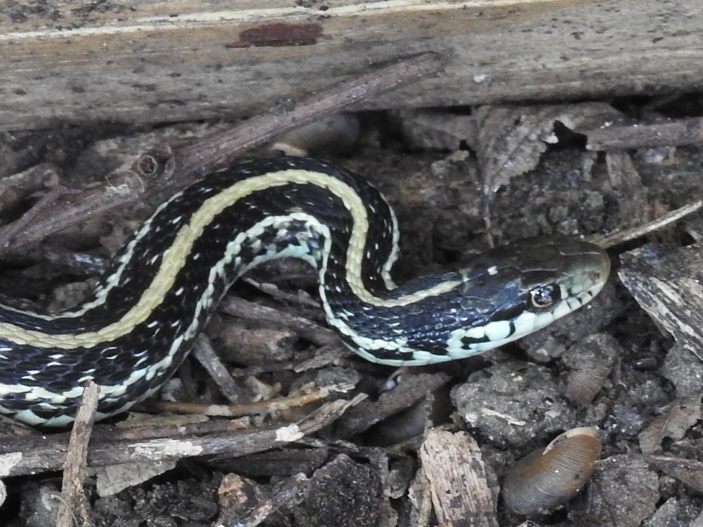 Texas Garter Snake (Thamnophis sirtalis annectens) - Snakes and Lizards