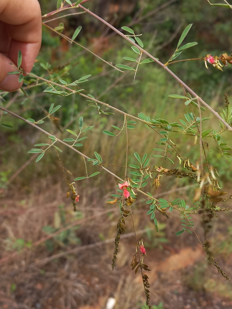 Indigofera amitina from Umjindi, South Africa on February 7, 2025 at 07 ...