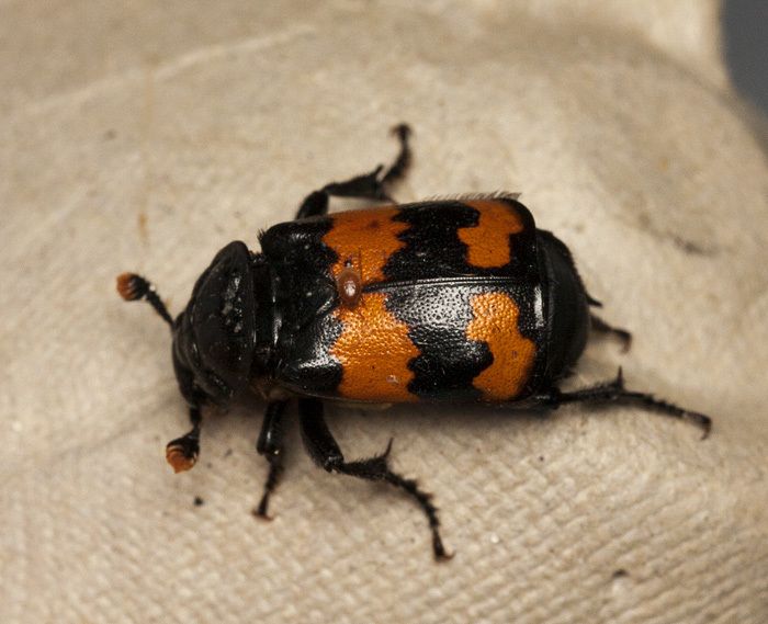 Banded Sexton Beetle (London’s Animals) · iNaturalist