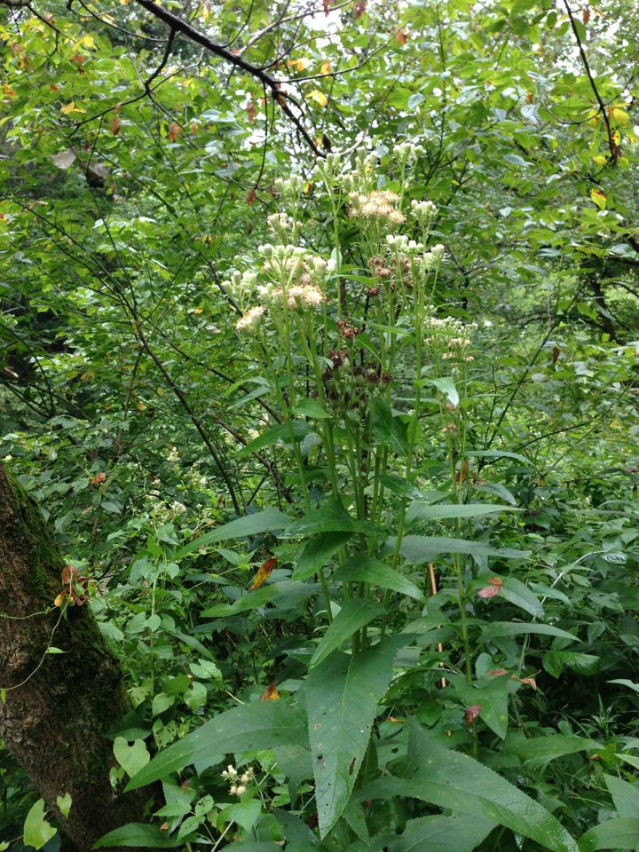False Indian Plantain (Hasteola suaveolens) - Botanical Realm