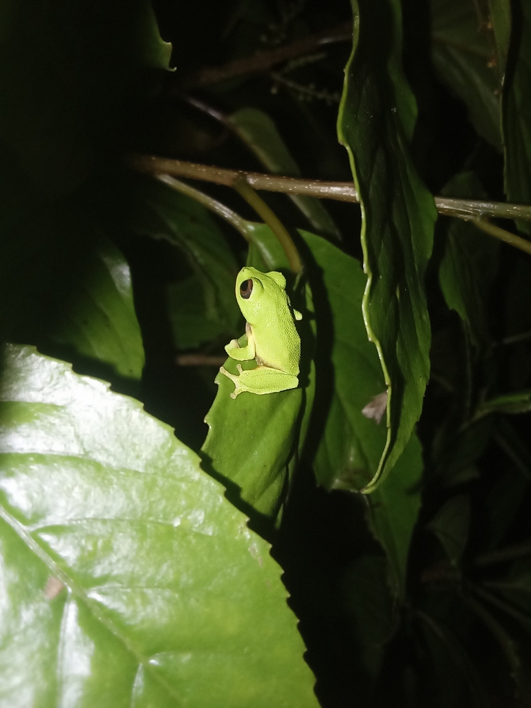Round-snout pygmy frog in January 2025 by kaveesha keerthirathna ...