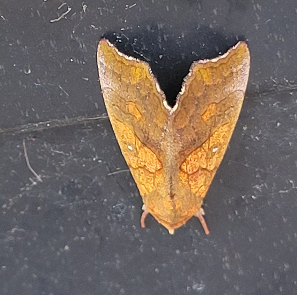 Anomis from Mission, TX, USA on February 8, 2025 at 09:13 AM by Seth ...