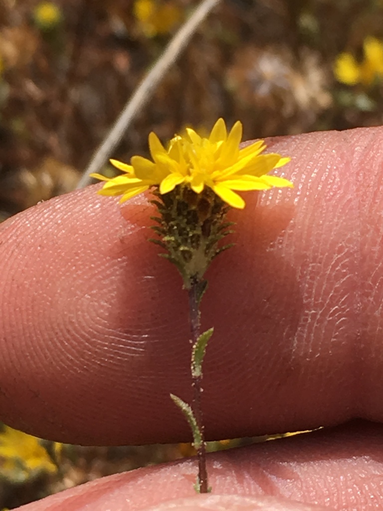 valley lessingia (Lessingia pectinata) - Botanical Realm