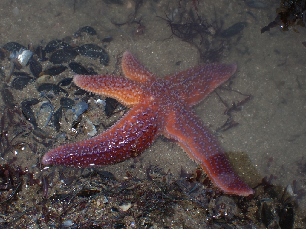 Common Sea Star from Piriac-sur-Mer, France on December 15, 2024 at 11: ...